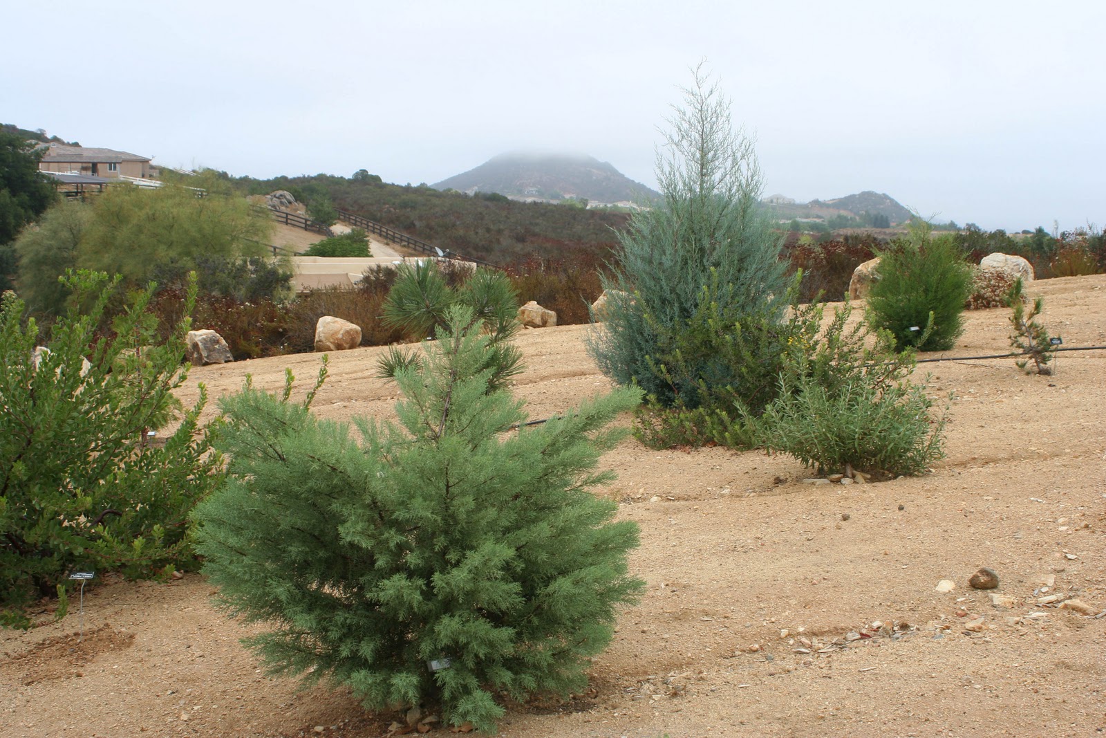 Camissonia's Corner: Love the Rain, even though it's just a drizzle ...