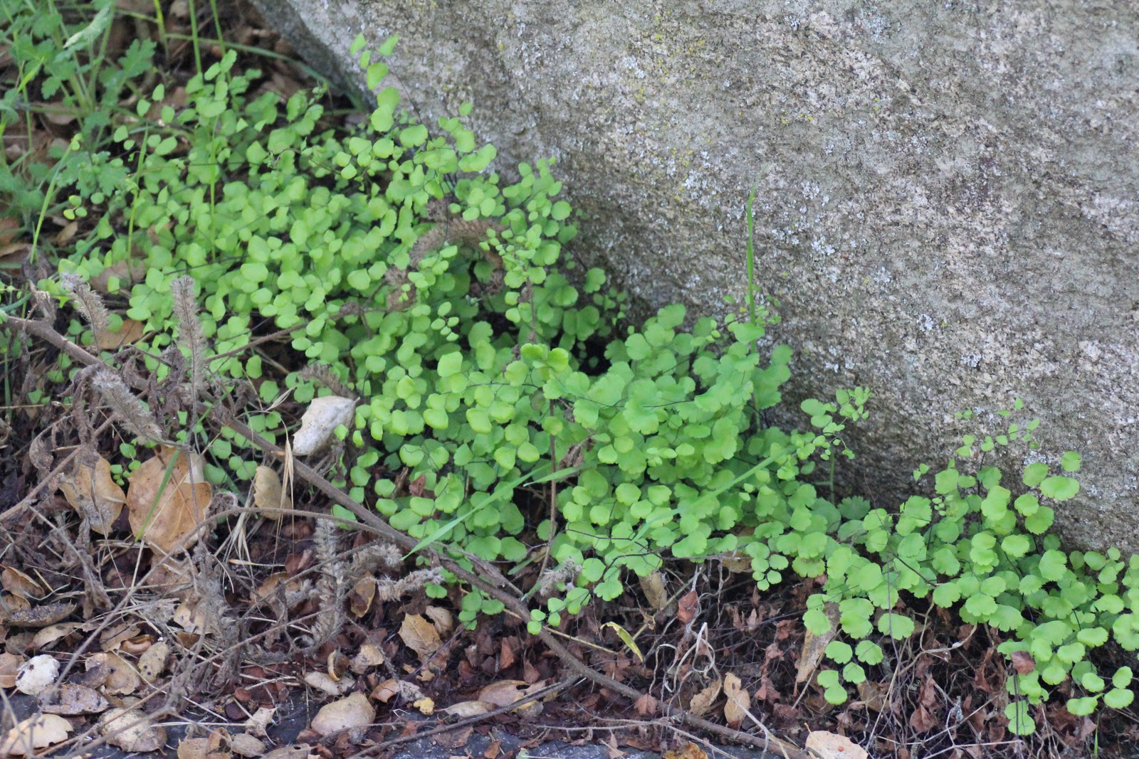 Camissonia's Corner: Treks on the Santa Rosa Plateau: Maidenhair Ferns ...