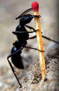 Tudo sobre os animais: Formiga carnívora gigante.