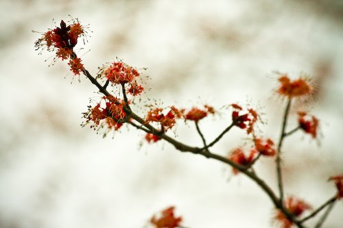 Wordful Wednesday–Bloom