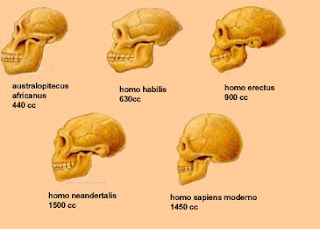 Recursos Didácticos de Ciencias Naturales: Evolución del cráneo en ...