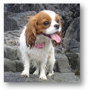 Hank and Elizabeth: The girliest dog I knew