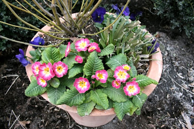 heirloom gardener: Container Gardening: Early Spring Containers ...