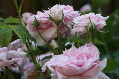 heirloom gardener: How to Care for Heirloom (a.k.a. Low Maintenance ...