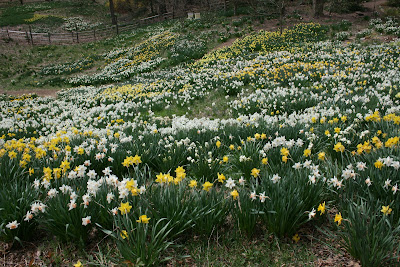 heirloom gardener: Pictures from the Reeves-Reed Arboretum Daffodil Day ...