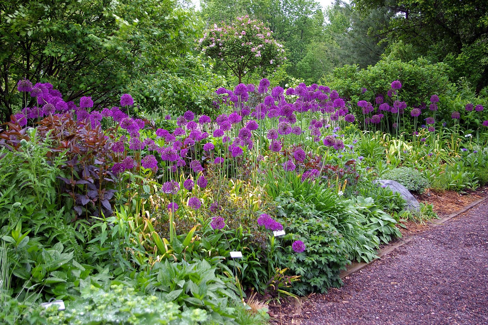 Great Bulbs and Perennials: Allium 'Purple Sensation'