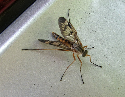 ASOCIACIÓN HOMO LUDENS: ¿Tábano?