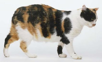 Kitty Cat Meow: Manx - Shorthaired Cats