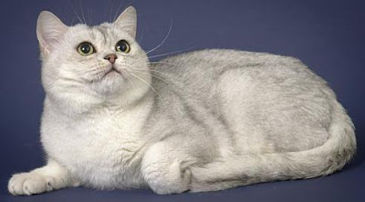 Kitty Cat Meow: American Shorthair - Shorthaired Cats
