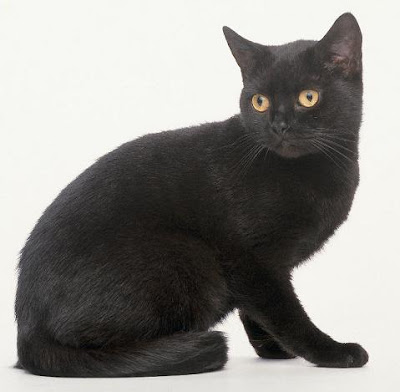 Kitty Cat Meow: British Black Shorthair - Shorthaired Cats