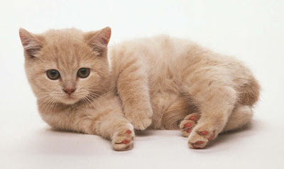 Kitty Cat Meow: British Cream Shorthair - Shorthaired Cats