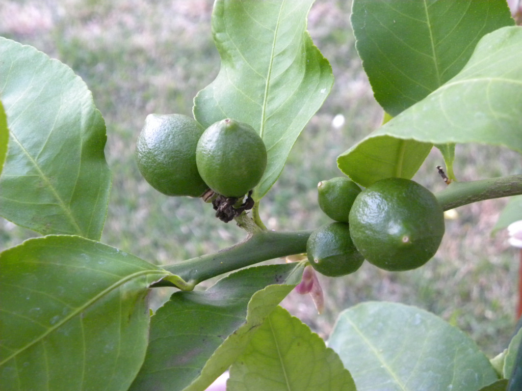 Diane's Texas Garden: Meyer Lemon Tree is Full