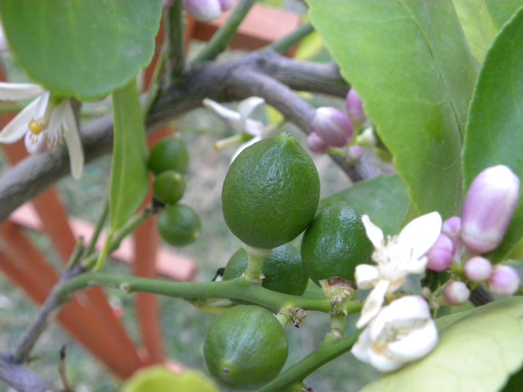 Diane's Texas Garden: Meyer Lemon Tree is Full