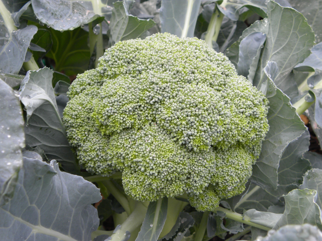 Diane's Texas Garden: Broccoli
