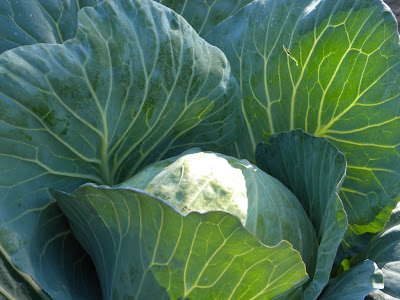 Diane's Texas Garden: First Cabbage...