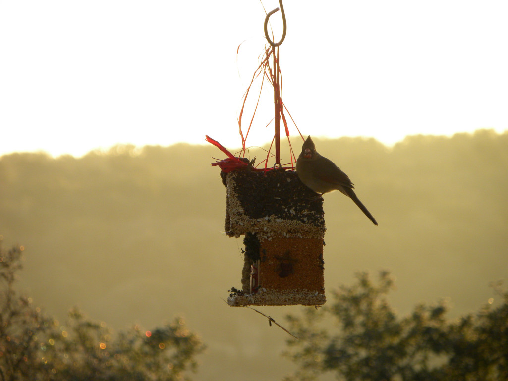 Diane's Texas Garden: Edible Bird House