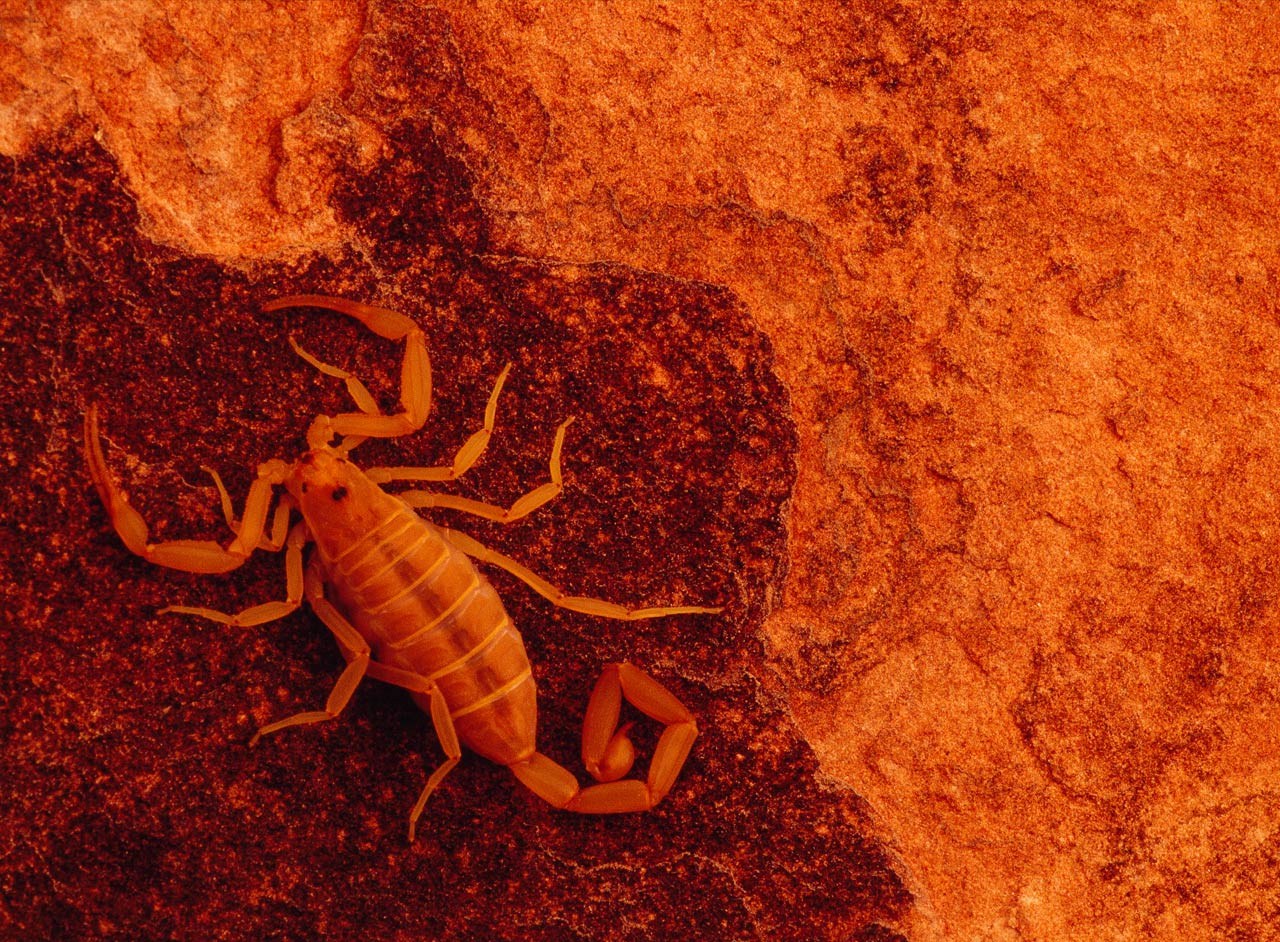 Best Wallpapers: Scorpions Wallpapers