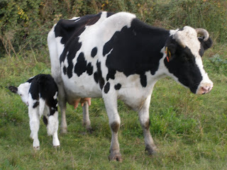 Cuarto Año Agropecuario: La vaca 00 142 7305 y su cria recien nacida