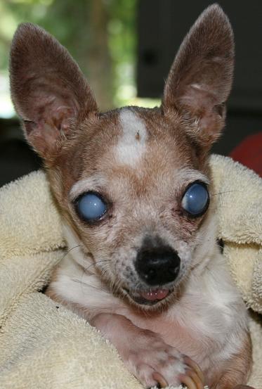 What's happening at River City Rescue?