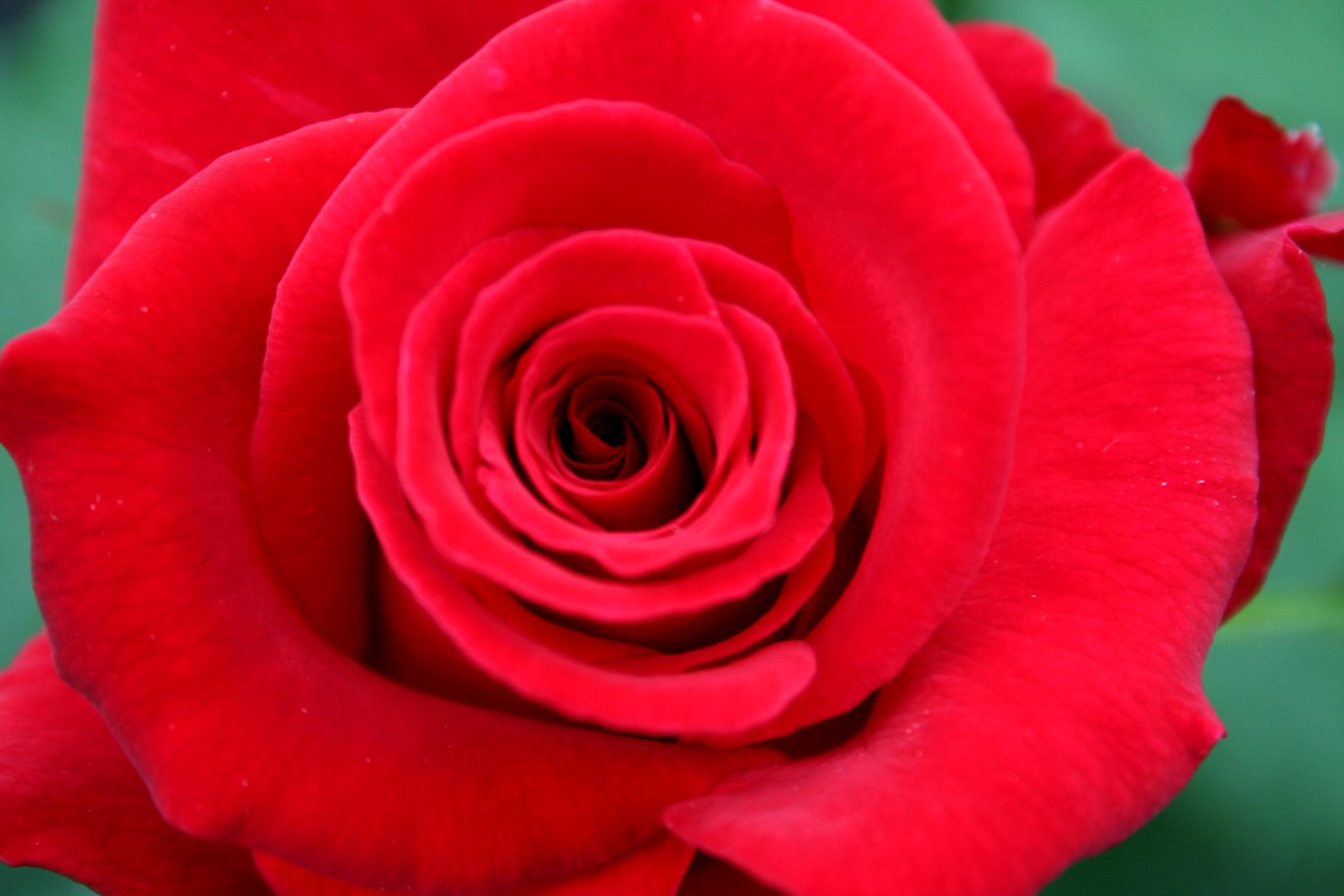 My Beautiful Picutre Album: Center of red rose