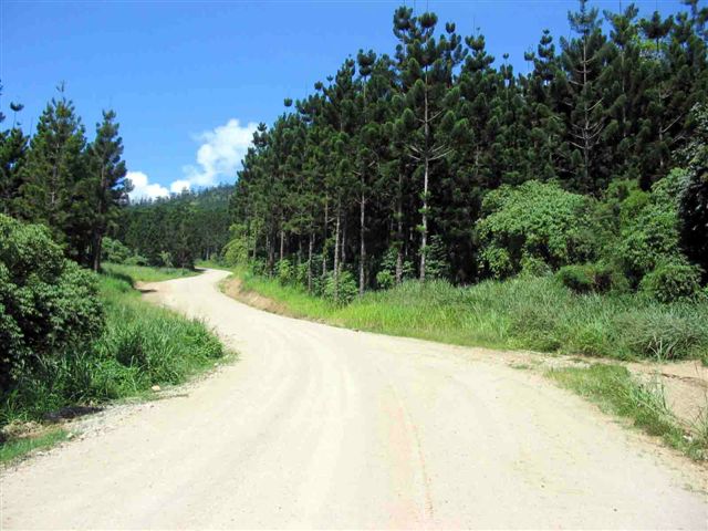 Bulolo Live: Skeletons emerge from pine forests of Bulolo
