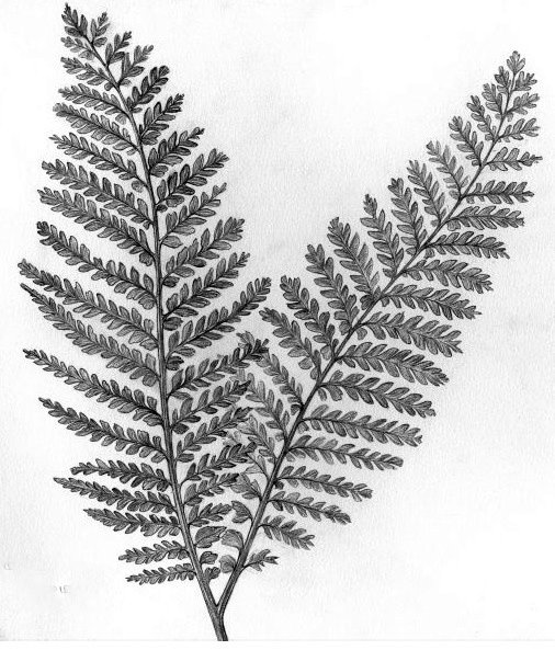 Practically Perfect: DIY Fern Prints