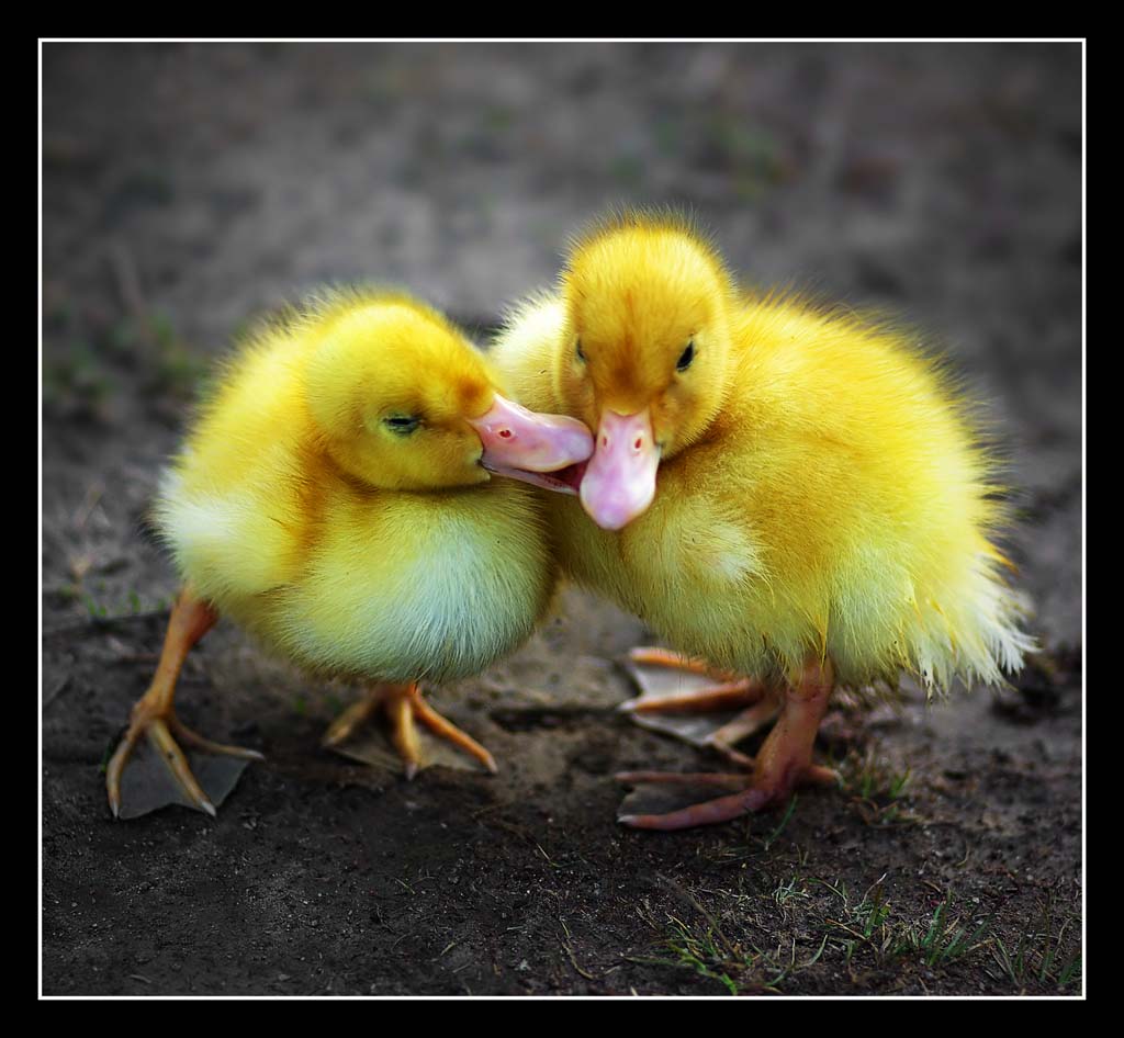 All Things Yellow