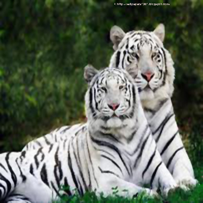 TIGAR | WALLPAPER