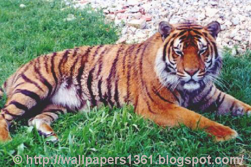 TIGAR | WALLPAPER