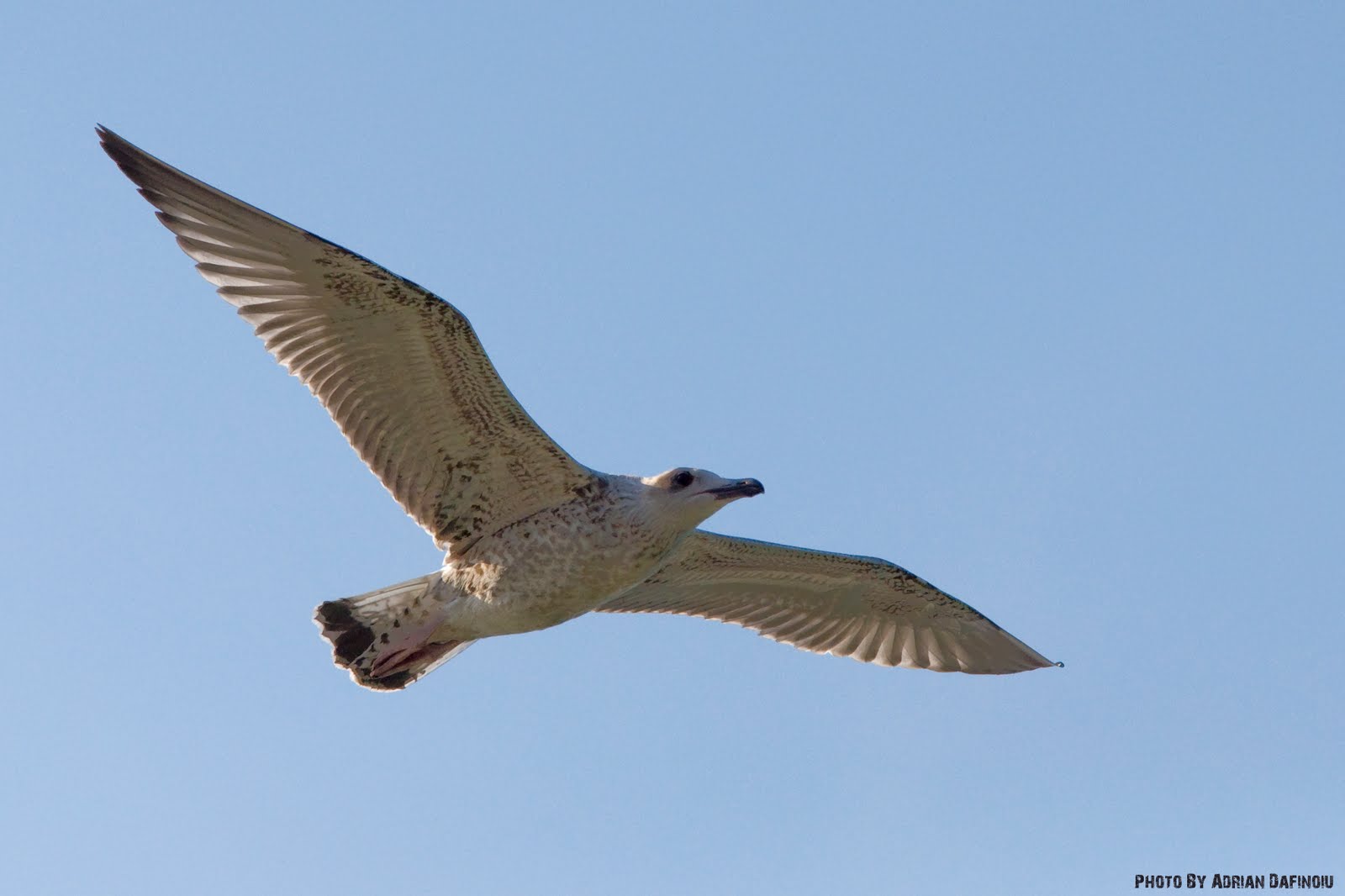 Tehnica si Arta Fotografica: Pescarus