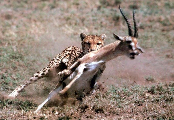 Suripanto y Mindundi: Las apariencias no engañan