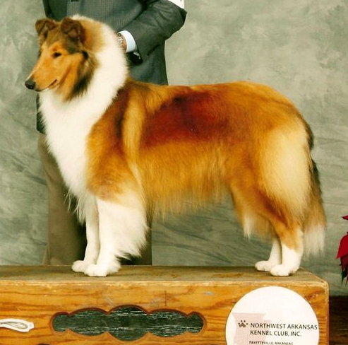 DOG SHOW POOP: 2010-04-25