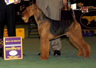 DOG SHOW POOP: 2009-03-29