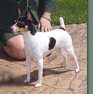 DOG SHOW POOP: 2009-08-23