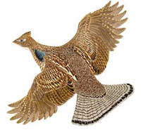 Ruffed Grouse – Wild Chicken of the Adirondacks - - The Adirondack Almanack