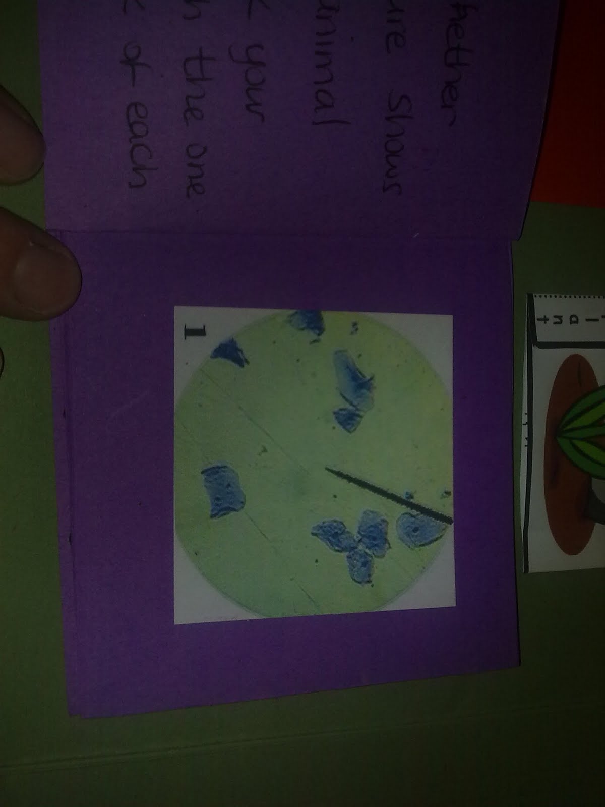 Freestyle Learning: Flower Lapbook