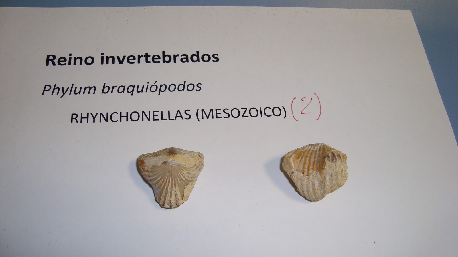 Geología: Rhynchonellas