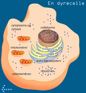 Skoleblogg: Naturfag lekse uke7.