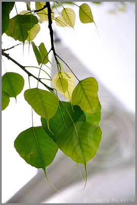 සන්ධාන අපේක්ෂකයන් ශ්‍රී මහා බෝධිය යට හිඳ බොරු කියනවාද? නැතිනම් දෙන ප් ...