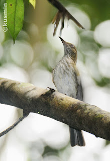 punkbirdr.photo: Khao Nor Chuchi