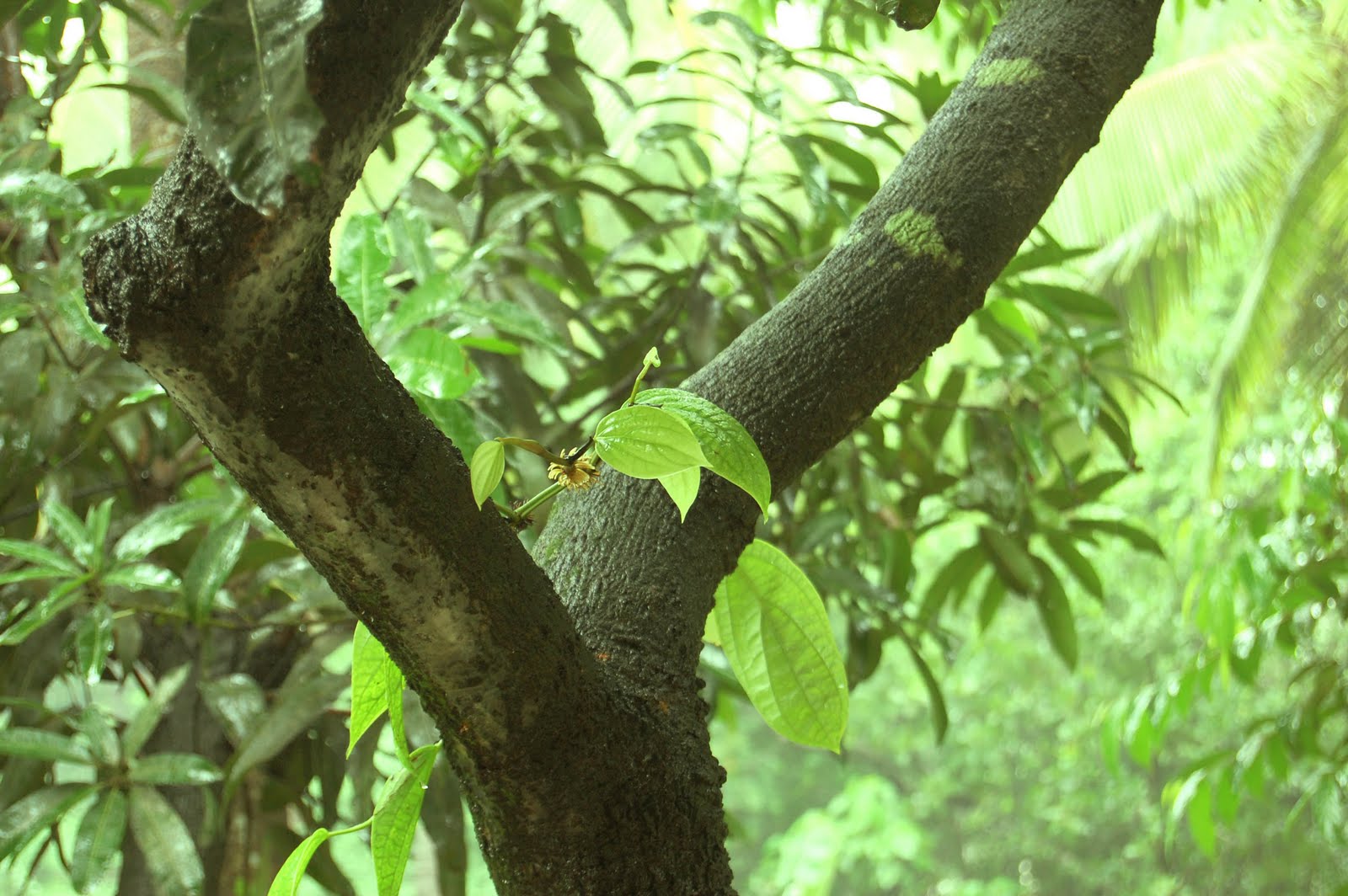 Kochans Photography: Tender Black Pepper Roots on Mango Tree After Rain