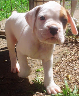 BOXER BRANCOS & DOURADOS: Boxer Branco Pirata Macho - foto com 44 dias