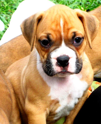 BOXER BRANCOS & DOURADOS: FILHOTE BOXER DOURADO MACHO