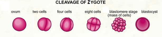 Human Physiology: Embryology