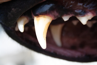 BlackSchutzhundShepherds: Dentin Exposed