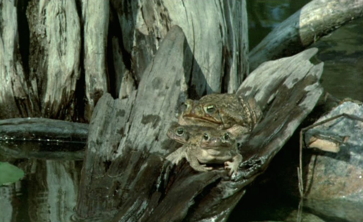 13: FROGS - Joe Sidore - "Ribbet, Ribbet" (1972)