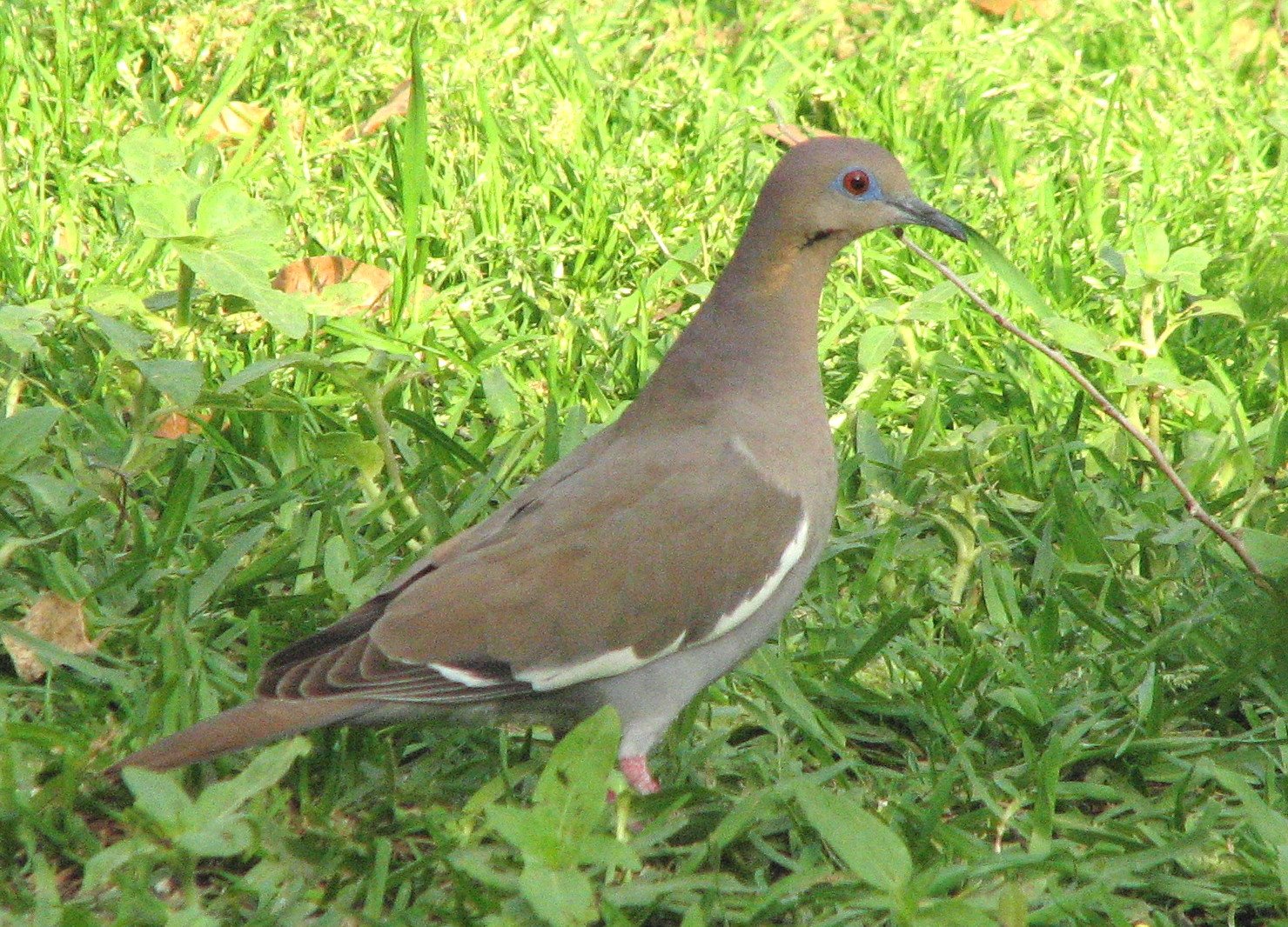 SE Texas Birding & Wildlife Watching: Doves in Southeast Texas