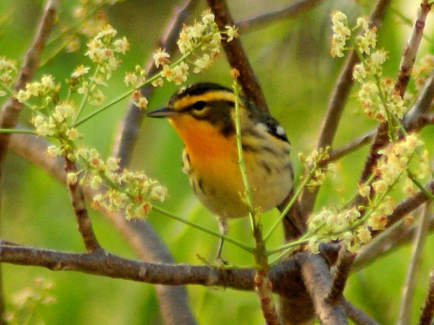 SE Texas Birding & Wildlife Watching: The Yucatan: Playa del Carmen