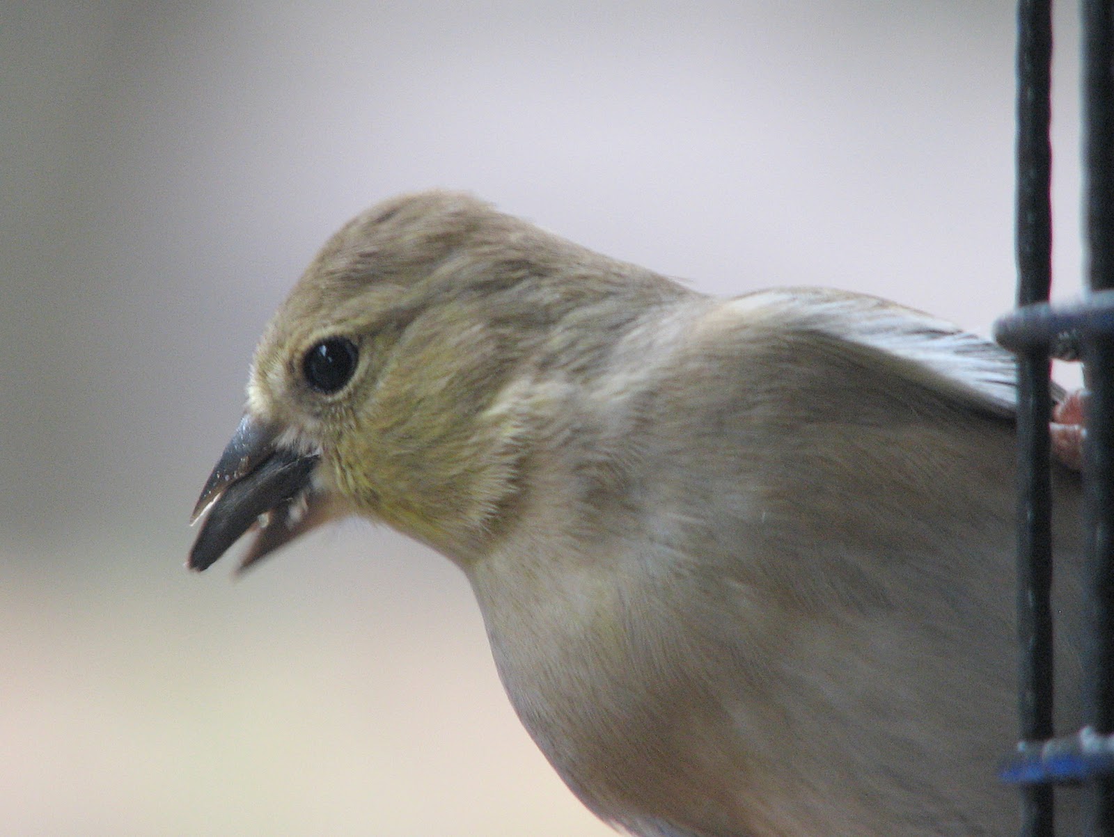 SE Texas Birding & Wildlife Watching: Goldfinch