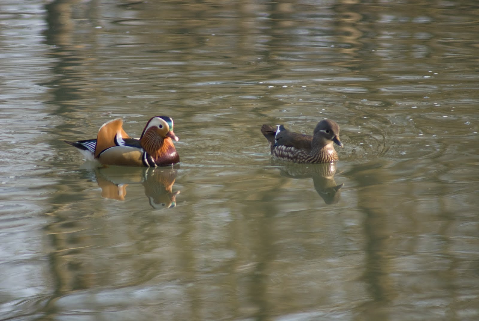 Wildlife of the Forest of Dean: Sunny morning at Cannop Ponds